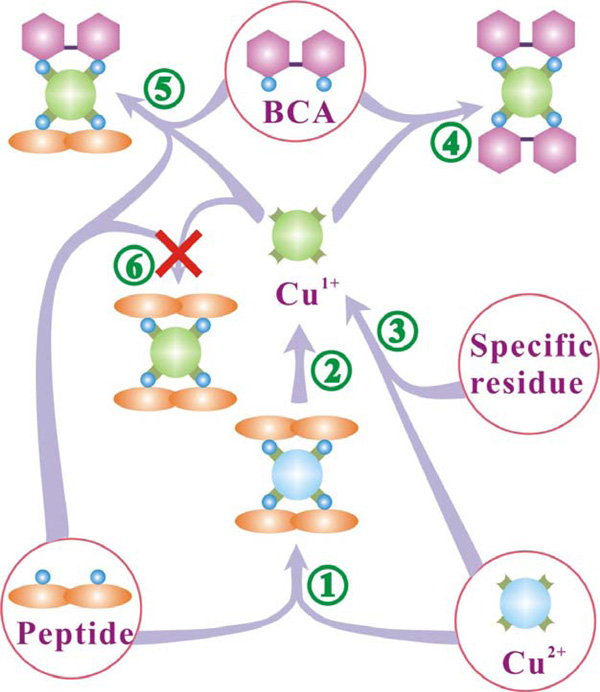 Competitive Binding to Cuprous Ions of Protein and BCA in the ...